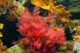 Ciencias Naturales CEUJA Tercero: RHODOPHYTAS (ALGAS ROJAS)
