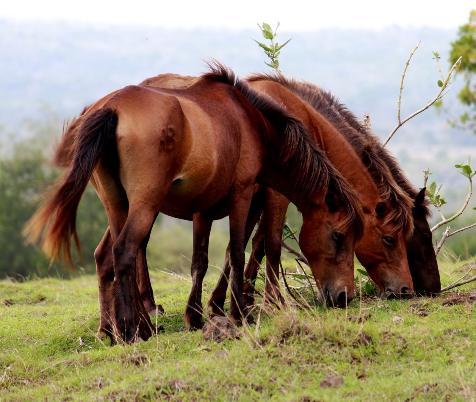 Penyediaan makan dan minum kuda | Situs Training dan Percobaan