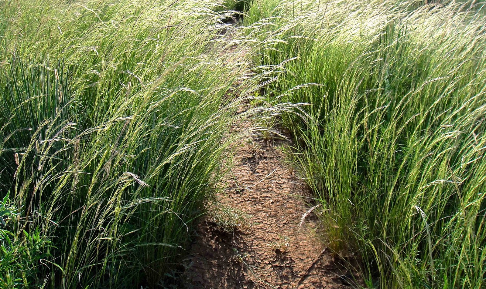 Poetry Of Spirit And Light: When Words Fade Into Nothingness