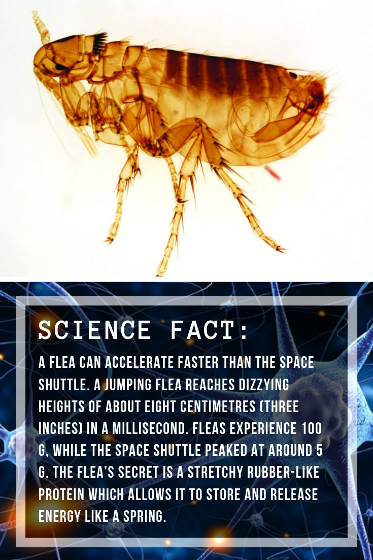 A flea can accelerate faster than the Space Shuttle | Amazing WTF Facts