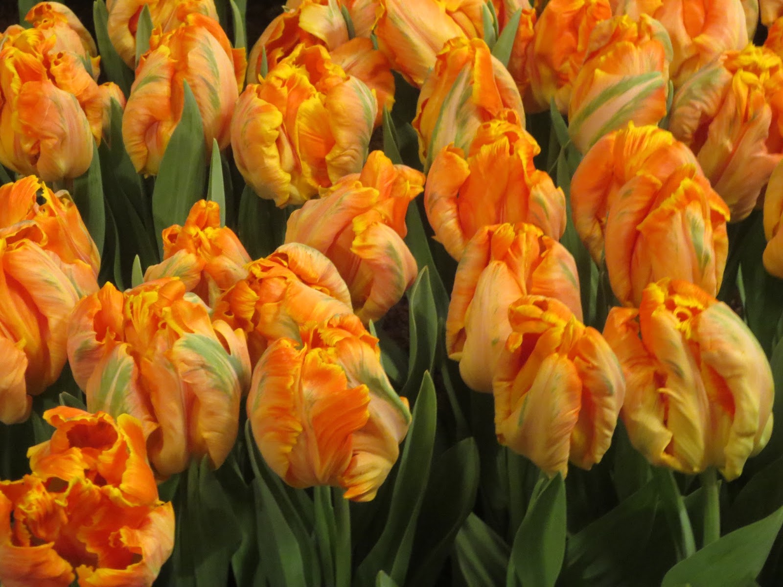 Margreet's Draadjespaleis: Some Dutch flowers for you.