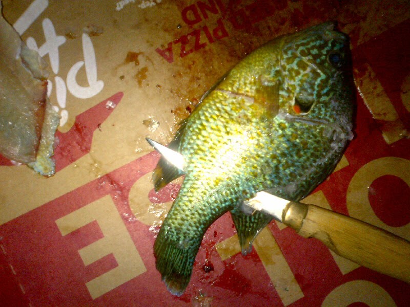 How to fillet a bluegill or sunfish | The Metro Pioneer