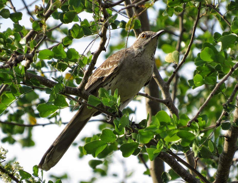 Birdernaturalist: Some More Jamaican Birds