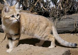 Felinos: GATO DEL DESIERTO