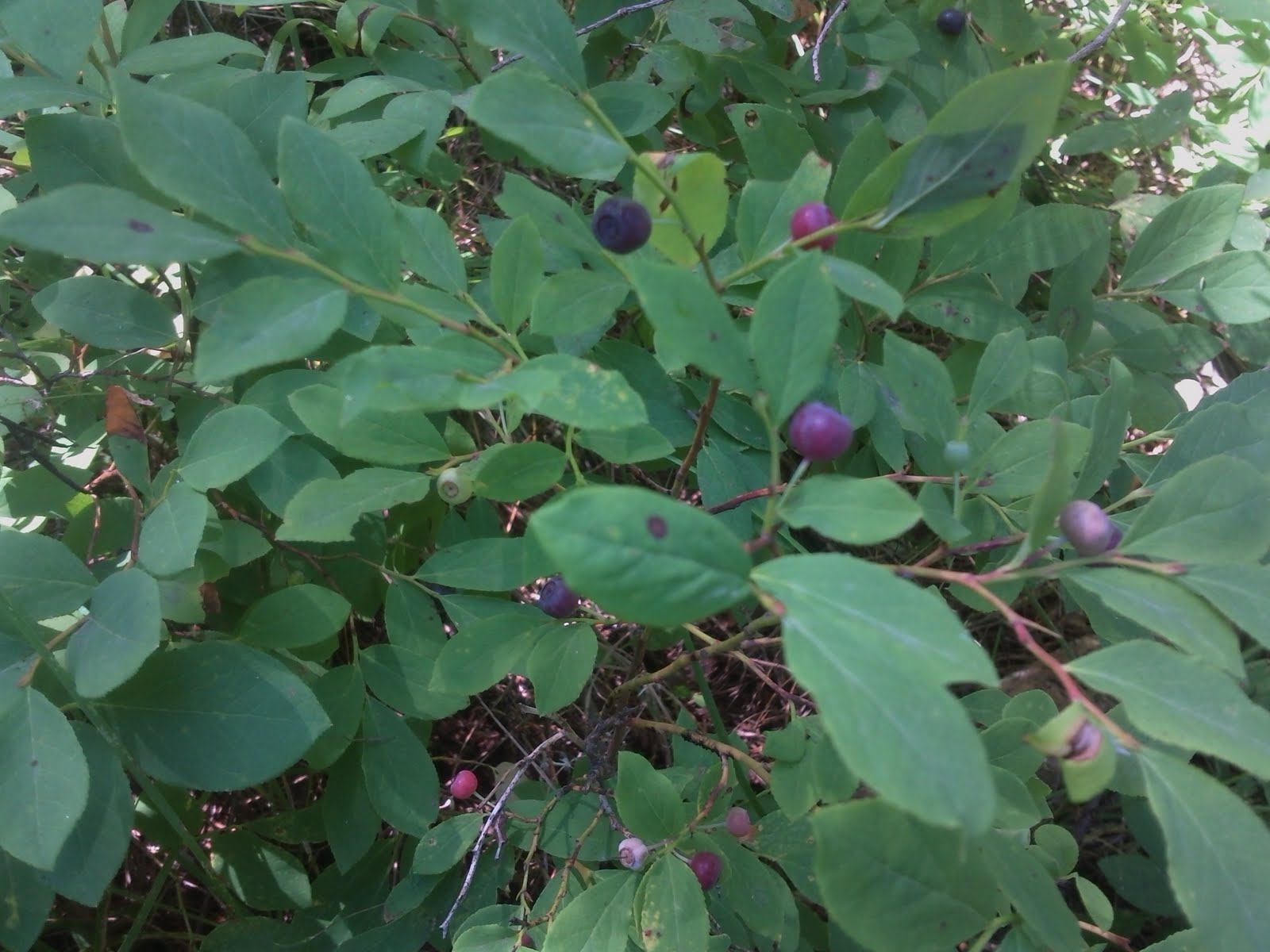 Huckleberries! | Great Grandmother's Kitchen
