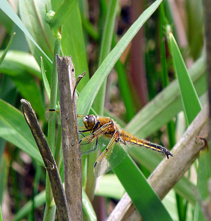 Wild and Wonderful: May 2011