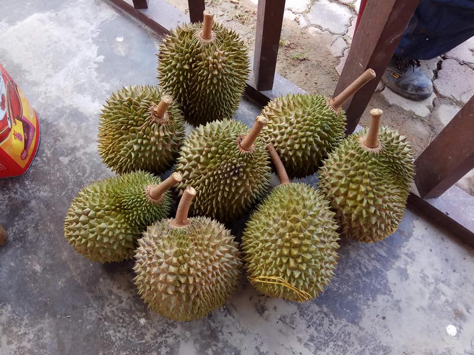 11 Jenis Durian Popular dan Laris Di Malaysia