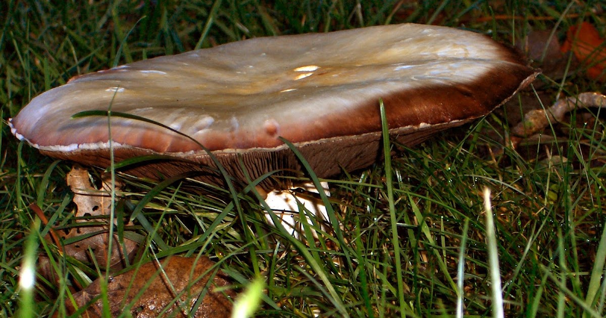 Karen`s Nature Photography: Flat Headed Mushroom in Lawn.