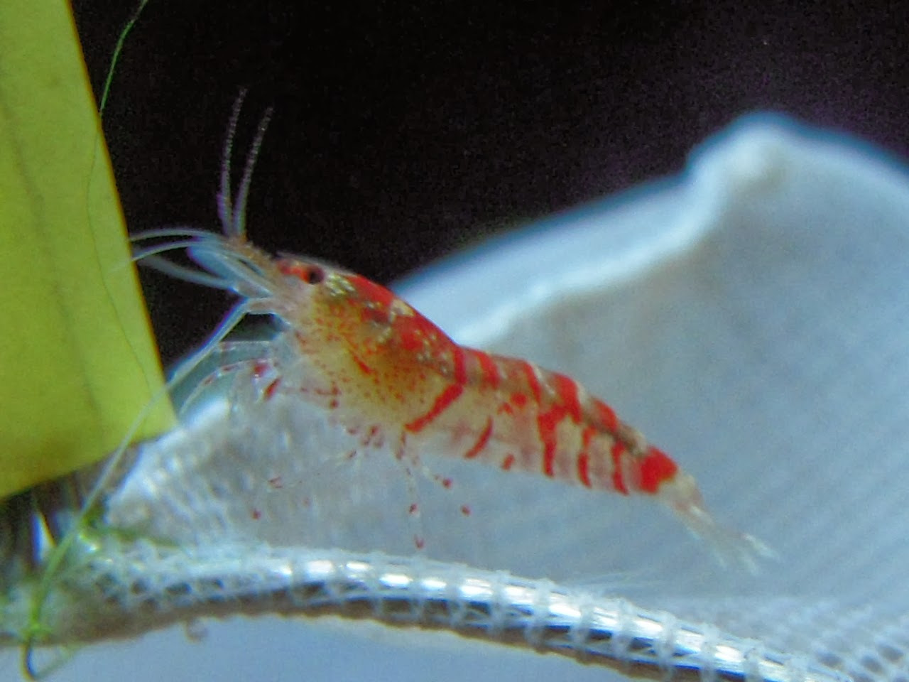 Crystal Red Shrimp: Red Tiger Bee Shrimp