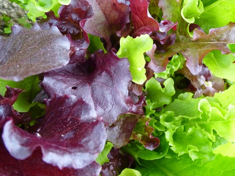 Homestead Hill Farm: What's in that Bag of Lettuce?