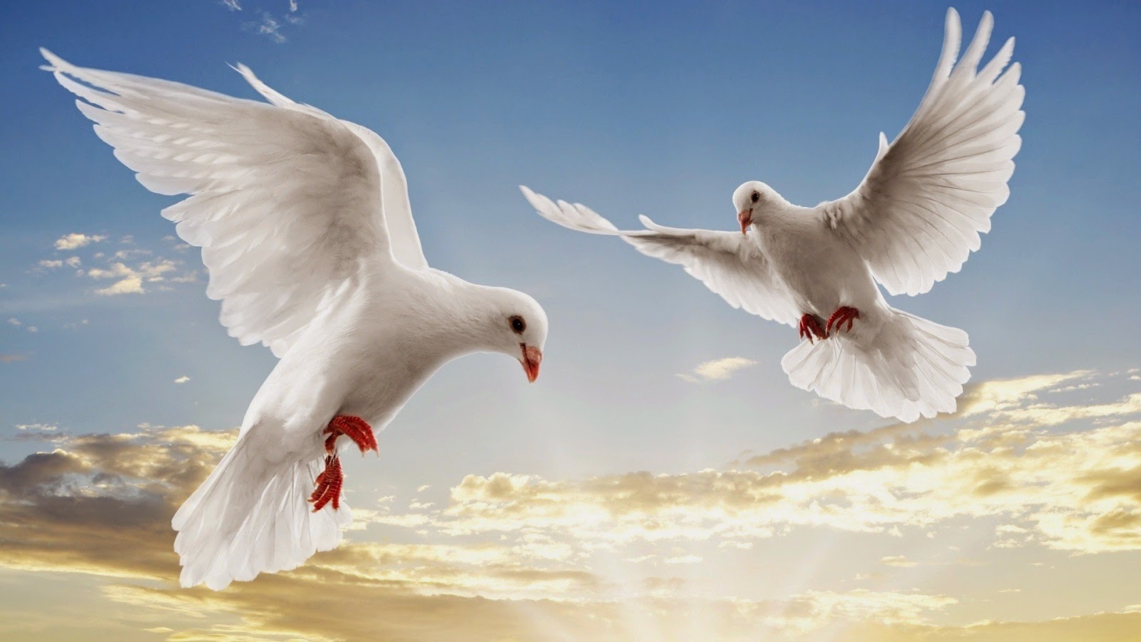 GEREJA KATOLIK SANTO PAULUS DEPOK: Roh Kudus Seperti Burung Merpati