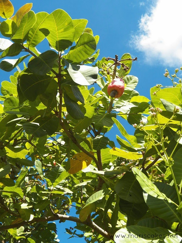 Cashew Apple Dessert, Dulce de Cajuil | Mari's Cakes (English)