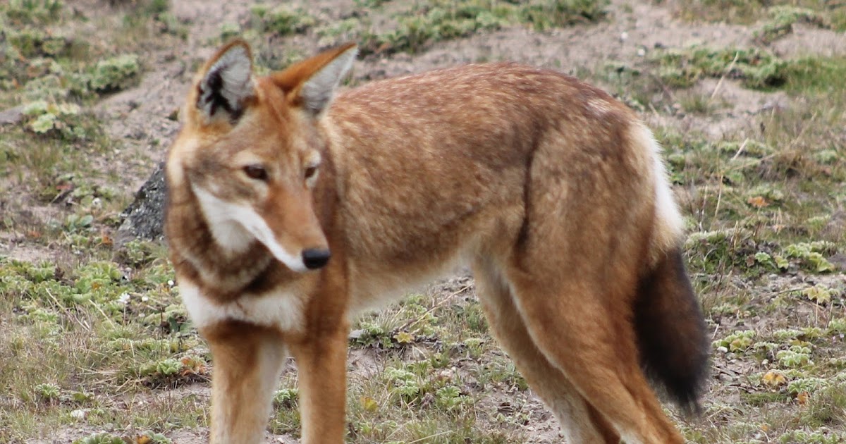 Abe's Animals: Specialized Canis species from most to least