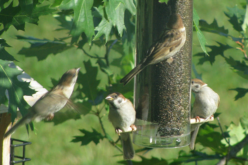World Bird Sanctuary: Special Little Sparrow
