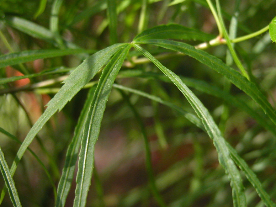 Plants of Promise: Koto No Ito Japanese Maple