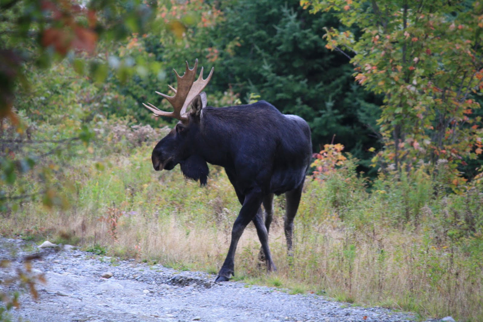 Posted by Maine Moose Tracks at 3:40 PM