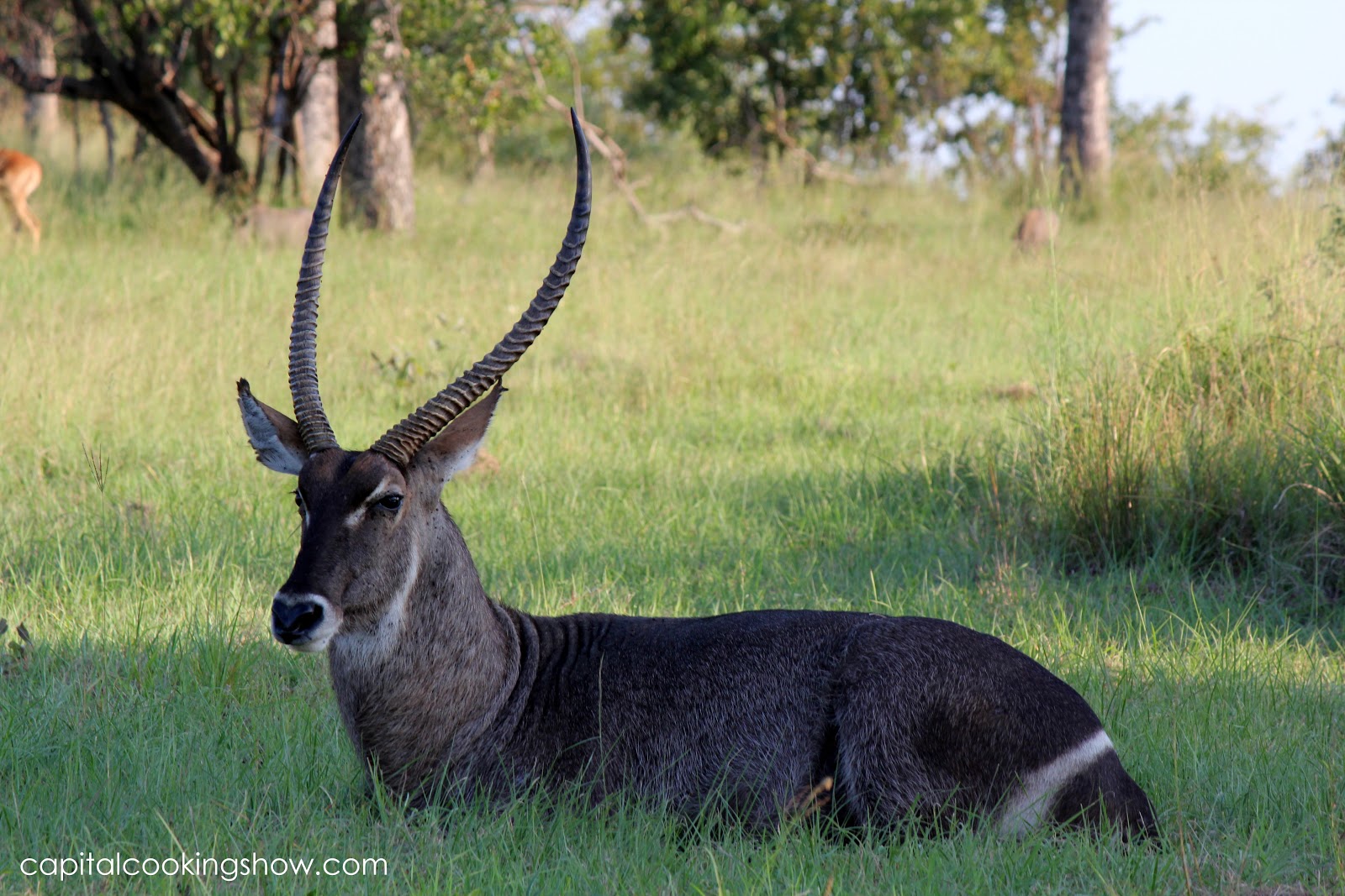 Capital Cooking with Lauren DeSantis: Day 2 at Sabi Sabi in South Africa