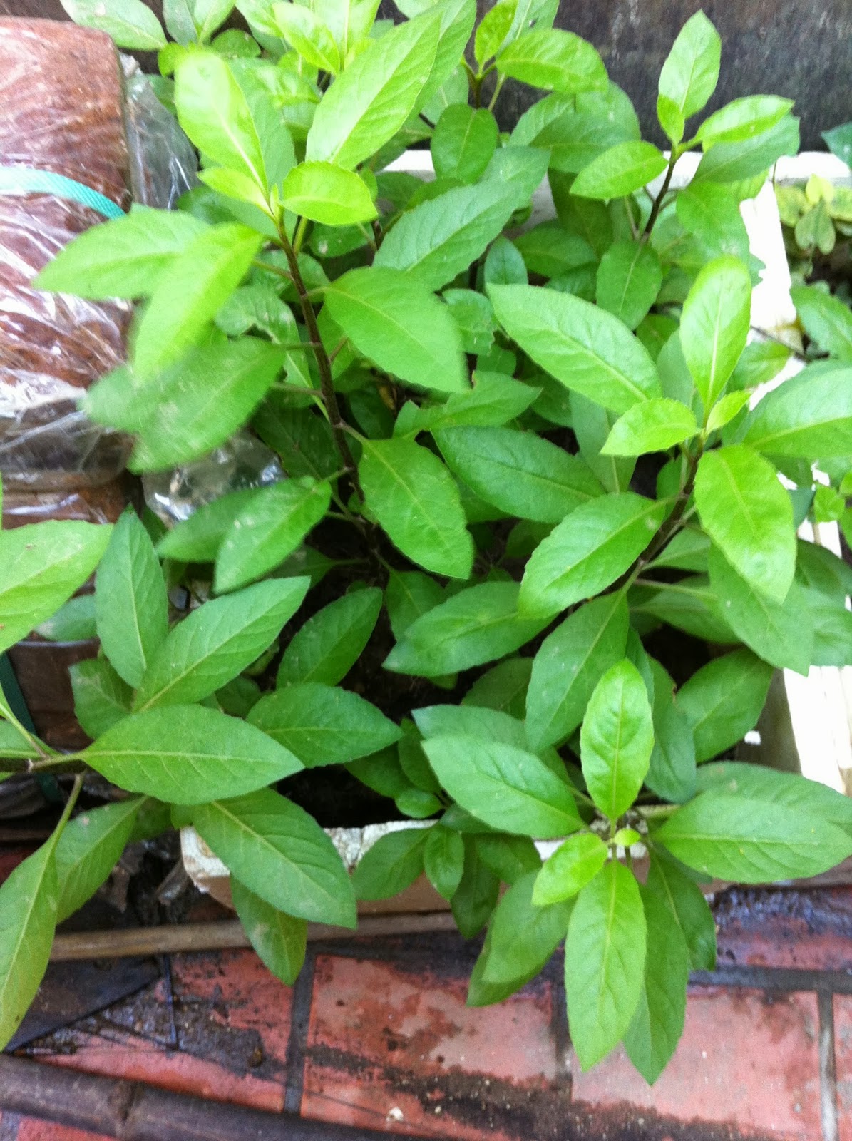 Công dụng của cây Kim thất tai - vừa làm rau vừa làm thuốc