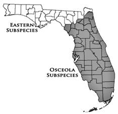 The Wild Life: 2012 Florida Spring Turkey Primer