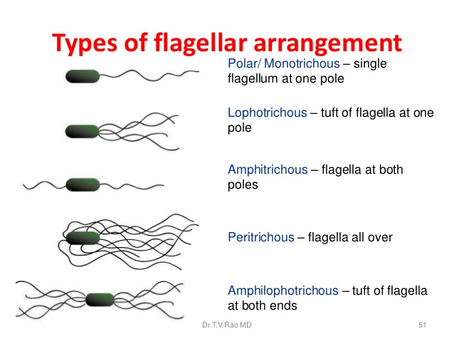 Lecture Notes in Medical Technology: Lecture #1: BACTERIAL CYTOLOGY