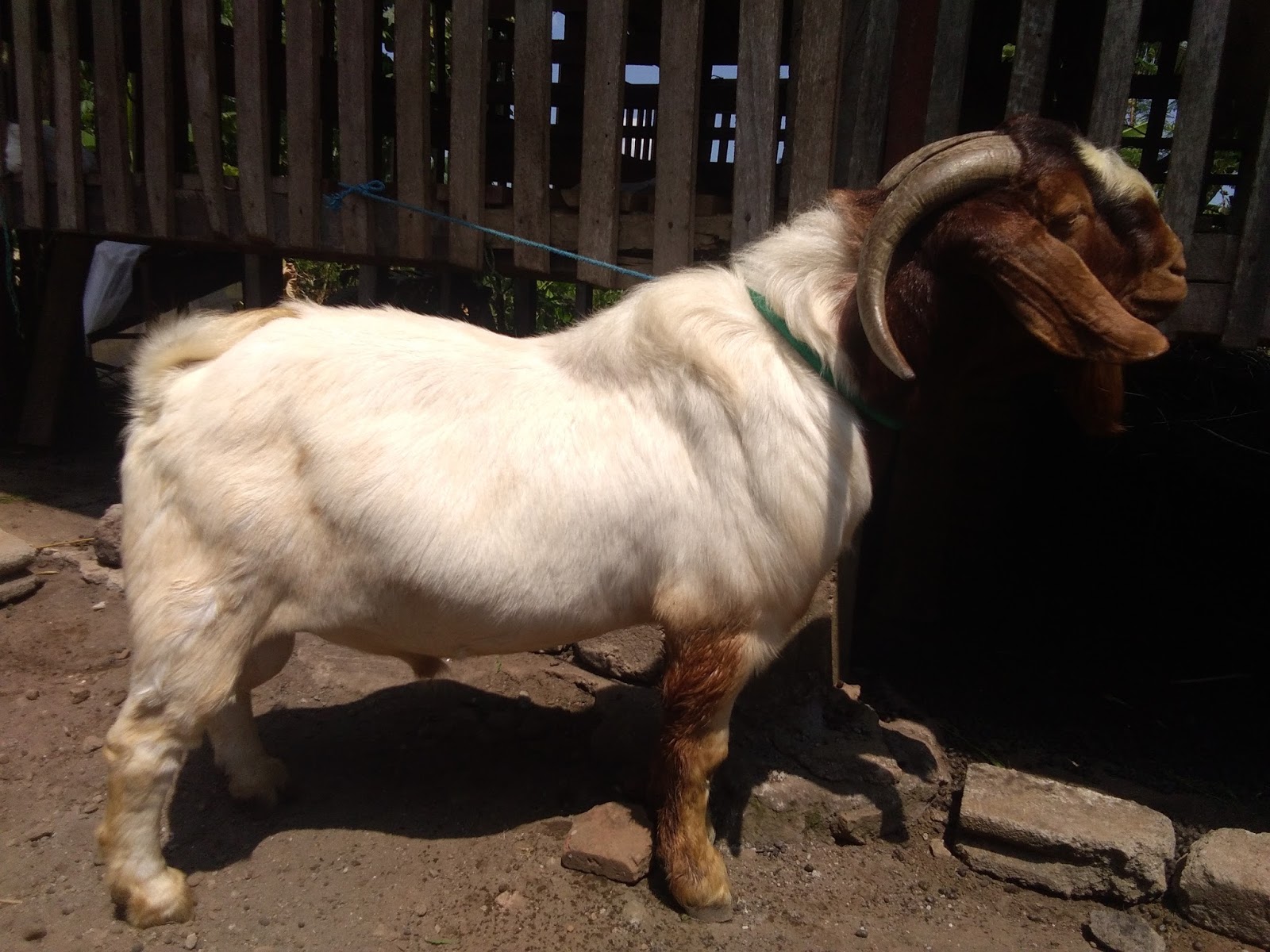 JUAL BETINA BUNTING KAWIN PEJANTAN KAMBING BOER FULLBLOOD "BEJO UTOMO ...
