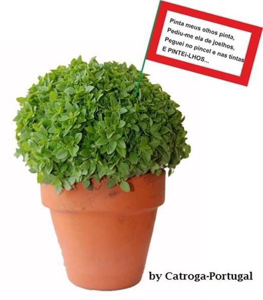 pedecabra: do manjerico