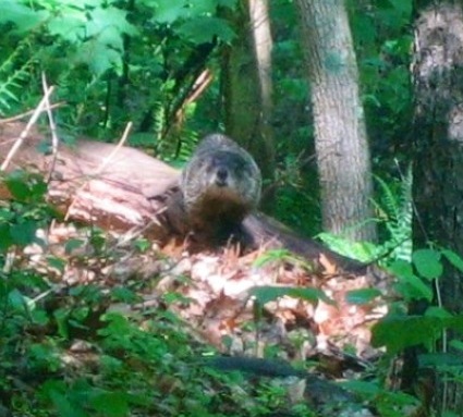 The Quirky Confessions: The Unexpected Visitor on a Scorching Hot Day