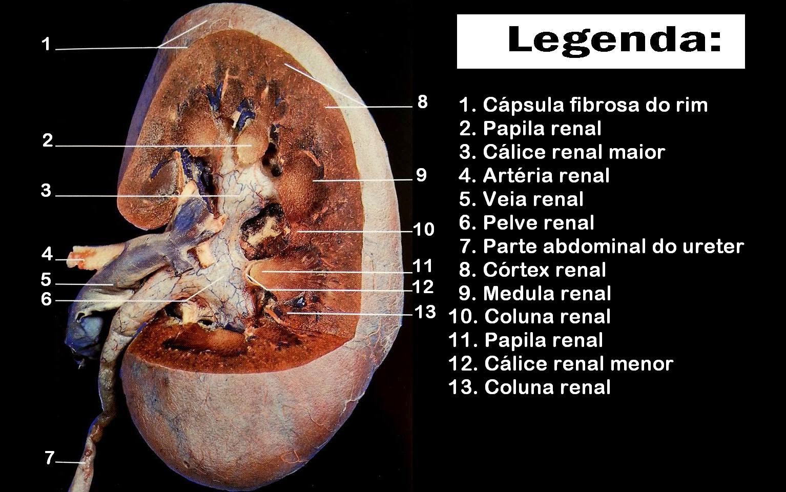 Anatomia Humana: Sistema Urinário e Genital Masculino/Feminino: Sistema ...