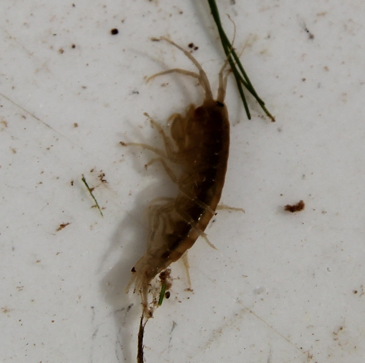 BioGeodiversidadVillegas: GLOBE