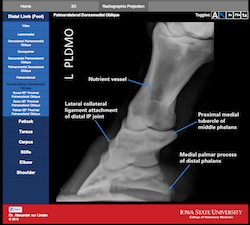 Fran Jurga`s Hoofcare + Lameness: Anatomy Resource: Alex zur Linden's ...