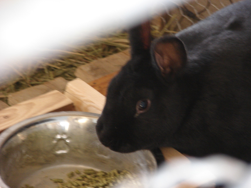 Terrifying Space Monkeys