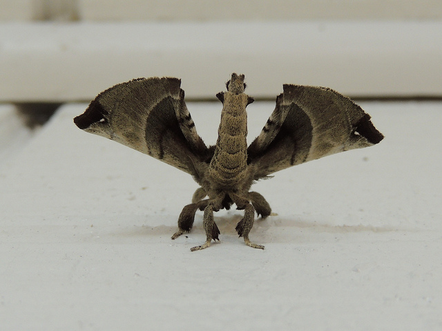 ARBICO Organics: Dragons Live Among Us