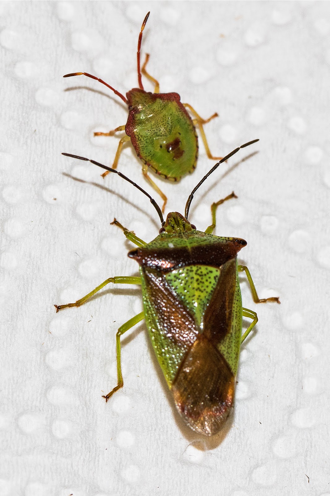 Butterflies, Dragonflies, Moths & other Insects: Shield Beetles