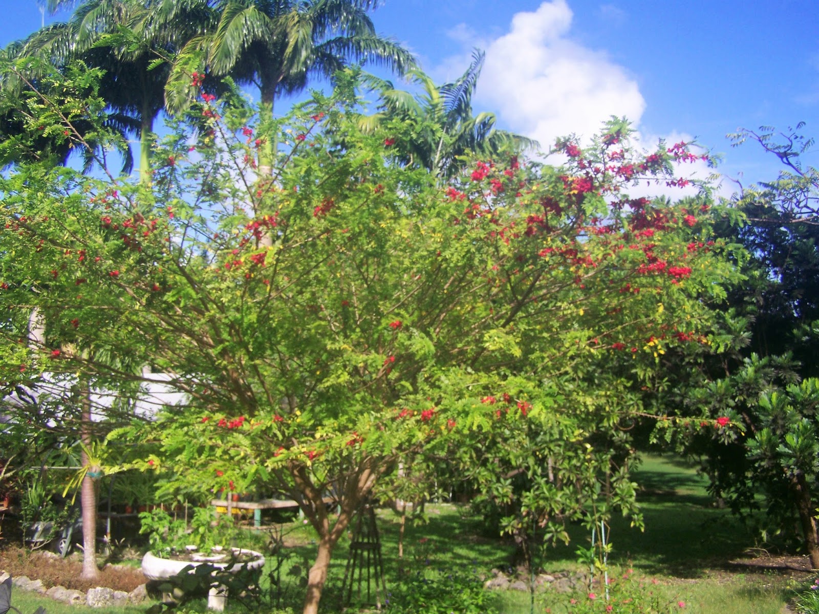 my rustic bajan garden: Garden Blogger's Bloom Day January 2018