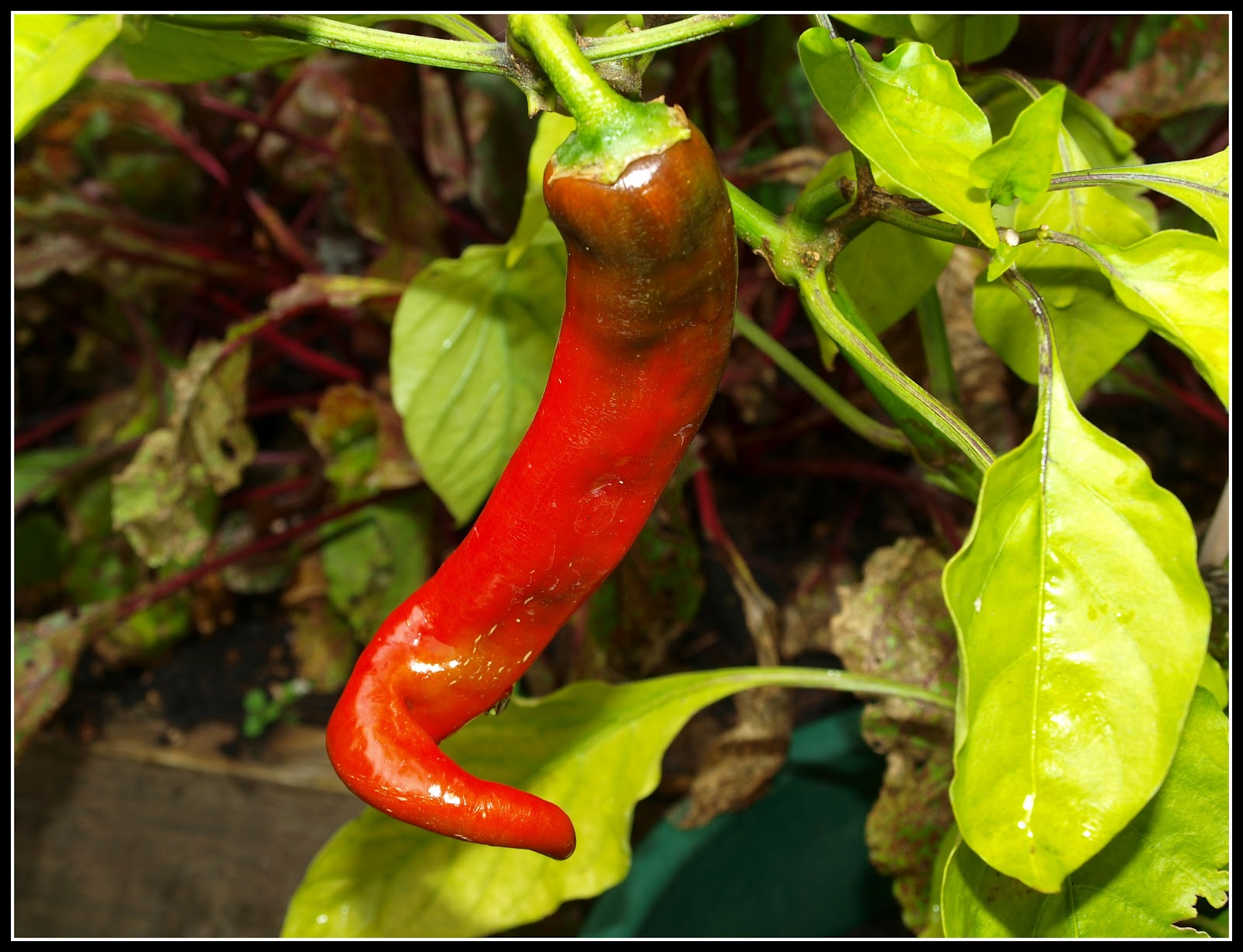 Mark's Veg Plot: Scotch Bonnet Chilli - a late addition