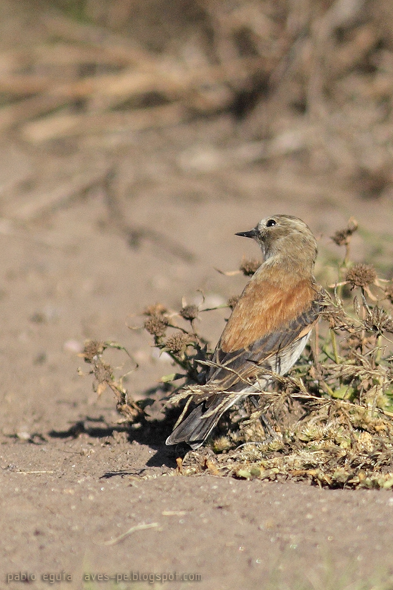 mis fotos de aves: Lessonia rufa Sobrepuesto Austral Austral Negrito