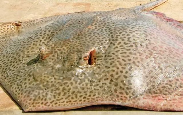 Fantastic Sea: 36 Gambar Ikan Pari Lengkap Dengan Nama Ilmiah Dan ...