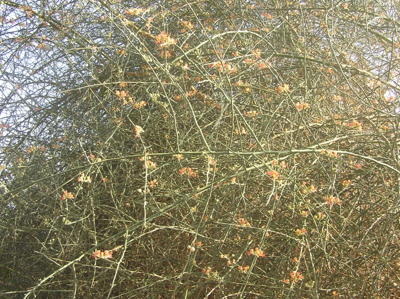 The Earth of India: All About Kair (Capparis decidua) in India