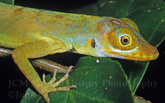 The Herpetology of Trinidad and Tobago: Giant Crown Anole, Anolis ...