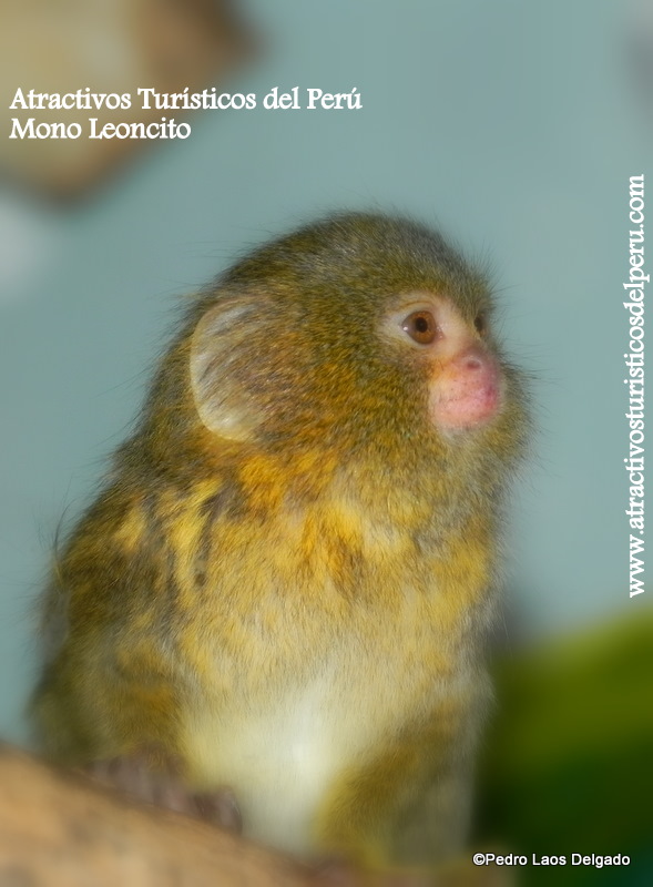 Mono leoncito, especie de mono mas pequeña del mundo | Atractivos ...