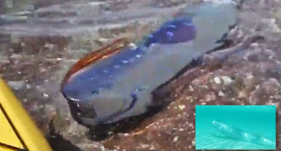 Giant Sea Serpent 'Oarfish' filmed off Mexican Beach (Video) - Apr 11, 2014