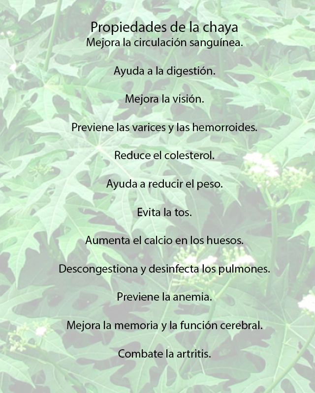 plantas medicinales: la chaya usos medicinales