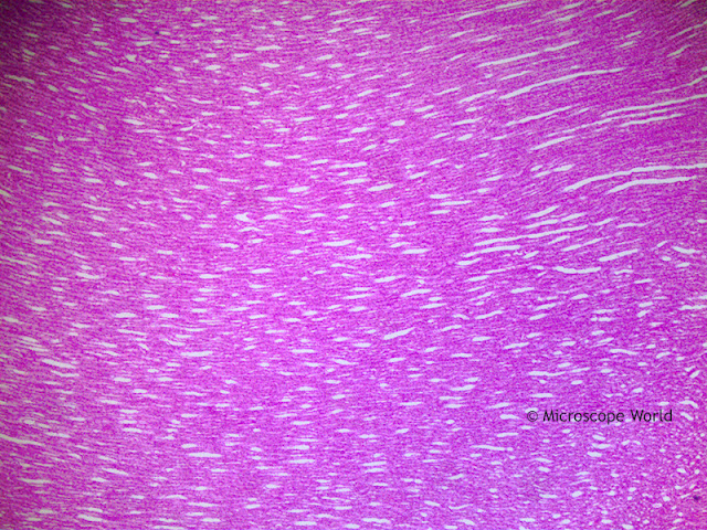 Microscope World Blog: Kidney under the Microscope