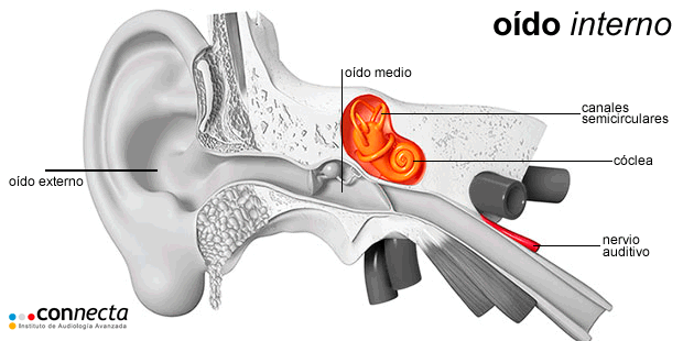 el oído y sus defectos : El Oido Interno