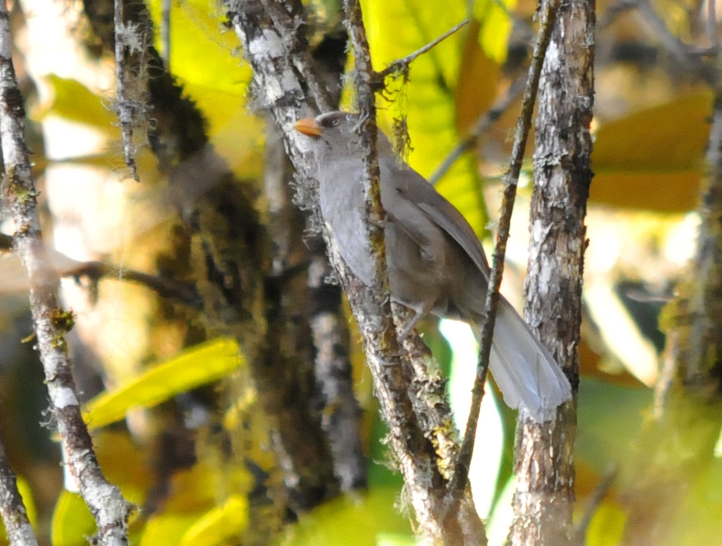 Bird Watching in Japan & Asia: Birdwatching in Bhutan 9 (18 - 30 April ...
