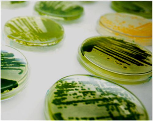 Medias Técnicas Agroambientales: BIOTECNOLOGÍA: MICROALGAS