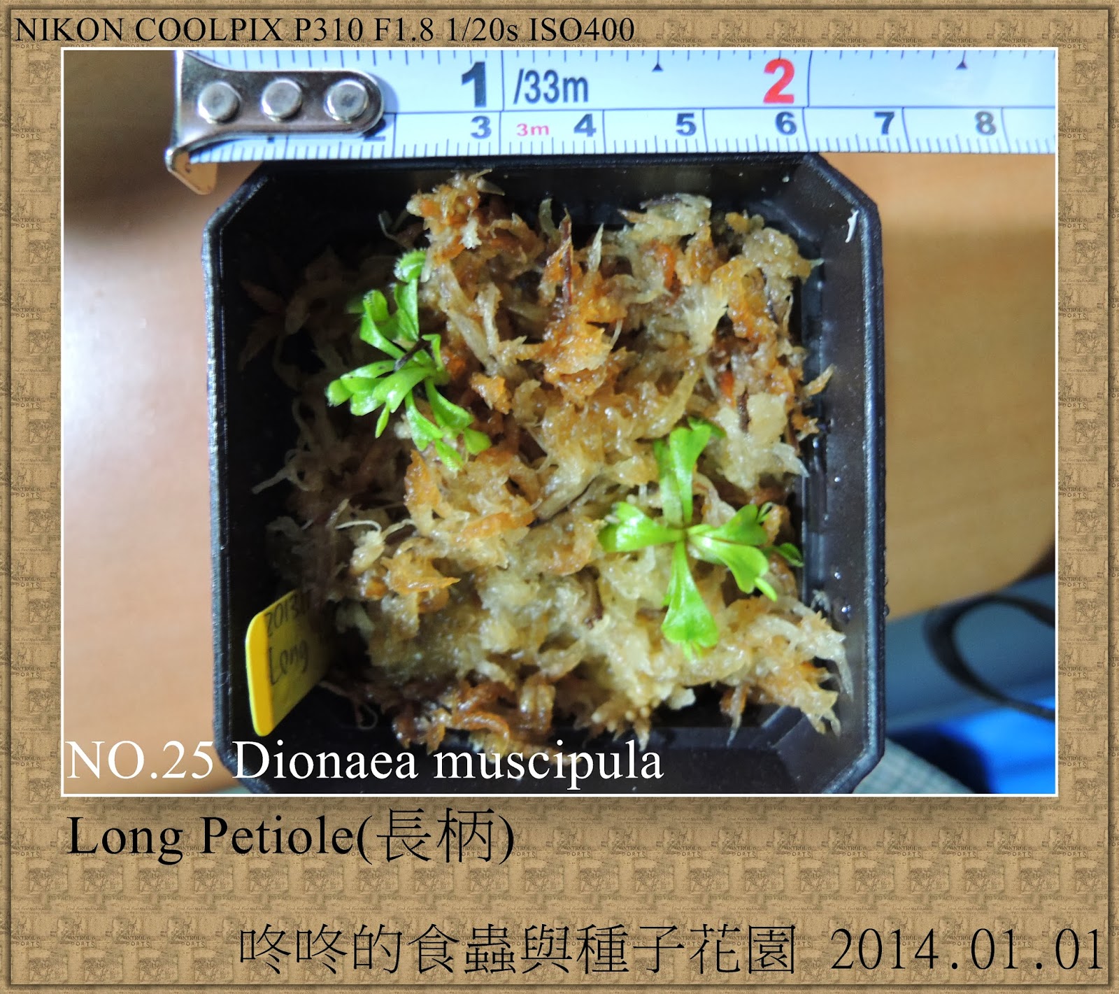 咚咚的食蟲與種子花園: Dionaea muscipula 'Long Petiole' (長柄捕蠅草)