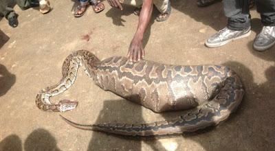 Large Python Snake Swallows A Goat In Abuja (Photos) - NaijaGists.com ...