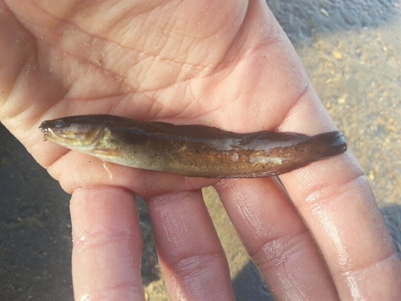 Vissen verzamelaar: Poging tot platvis II