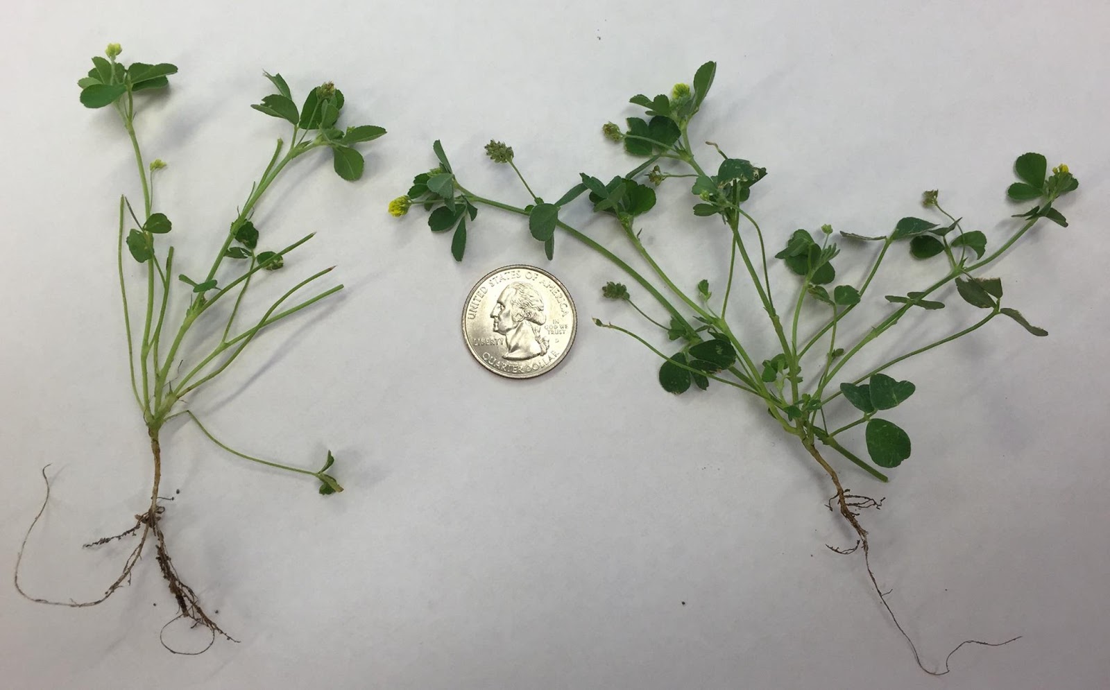 NMSU Plant Clinic: Black Medic